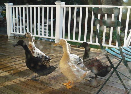 A Beginner's Guide to Keeping Ducks in Suburbia - Backyard Poultry